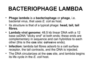 Vectors plasmid, phage and cosmids | PPT