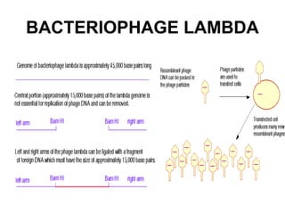 Vectors plasmid, phage and cosmids | PPT