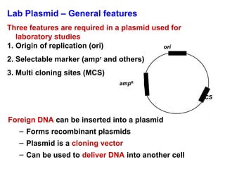 Vectors plasmid, phage and cosmids | PPT