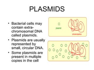 Vectors plasmid, phage and cosmids | PPT