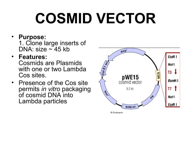 Vectors plasmid, phage and cosmids