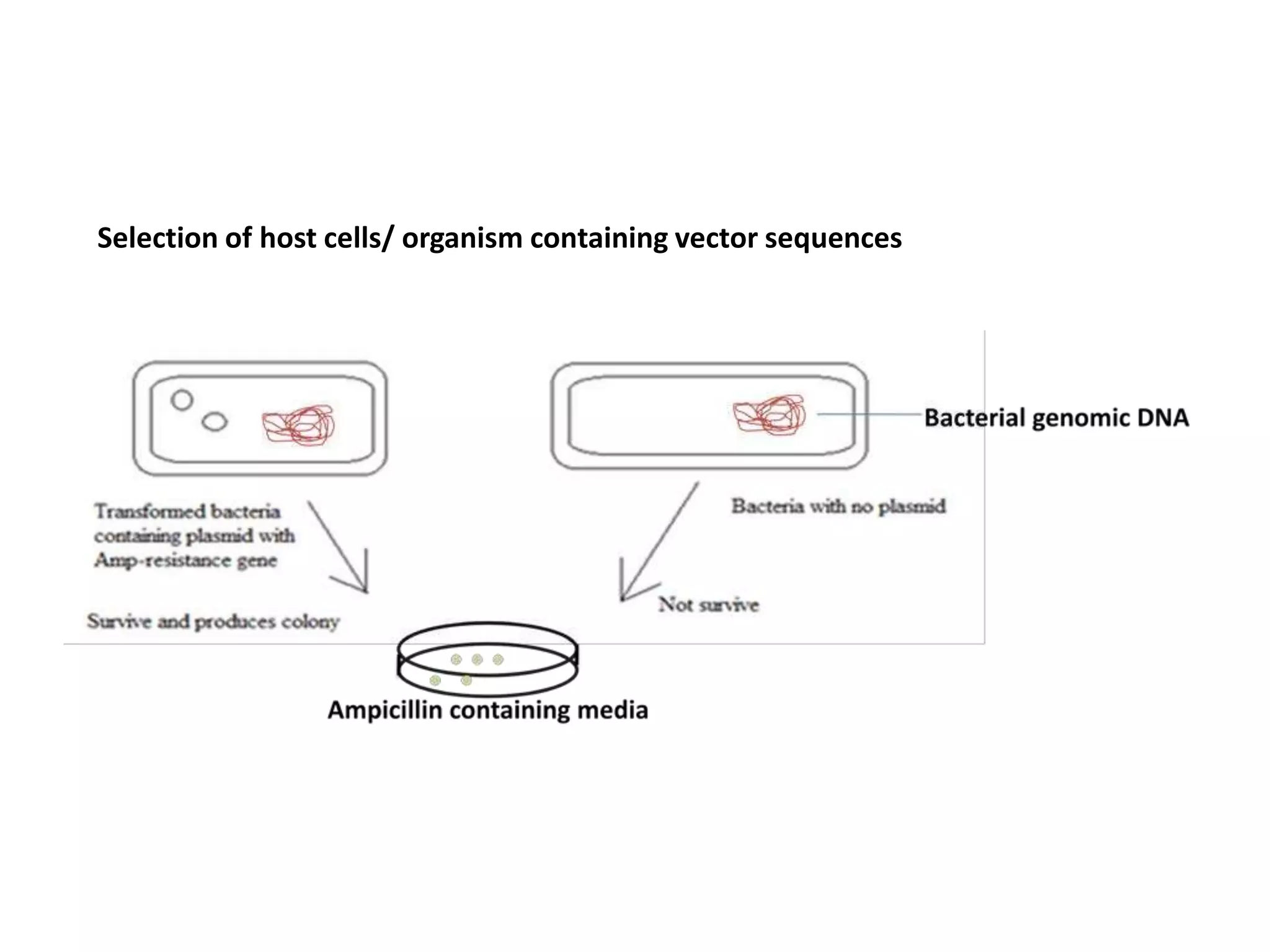 Vectors in recombinant dna technology pBR322 | PPTX