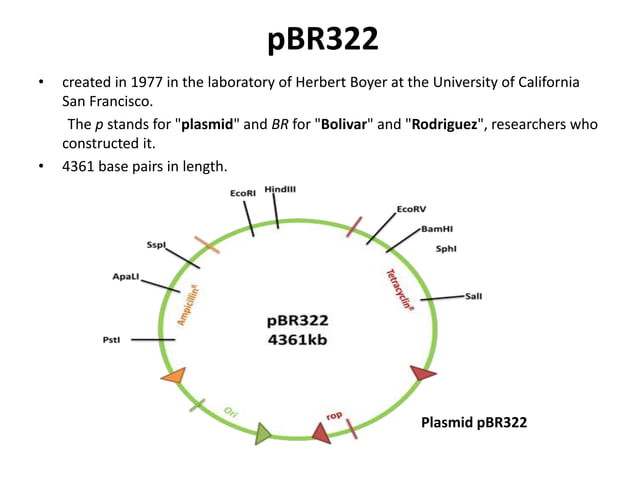 Vectors in recombinant dna technology pBR322 | PPT