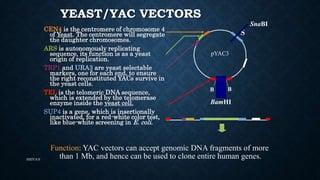 Vectors | PPT