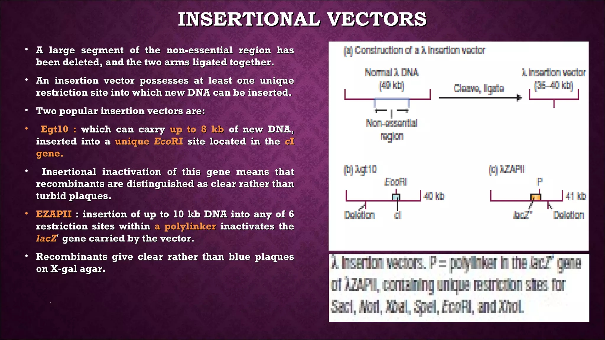 Vectors bacteriophages | PPT