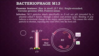 Vectors bacteriophages | PPT