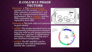 Vectors bacteriophages | PPT
