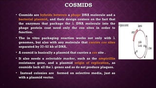 Vectors bacteriophages | PPT