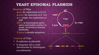 Vectors bacteriophages | PPT