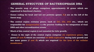 Vectors bacteriophages | PPT