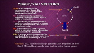 Bacteriophages | PPT