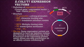 Bacteriophages | PPT