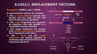 Bacteriophages | PPT