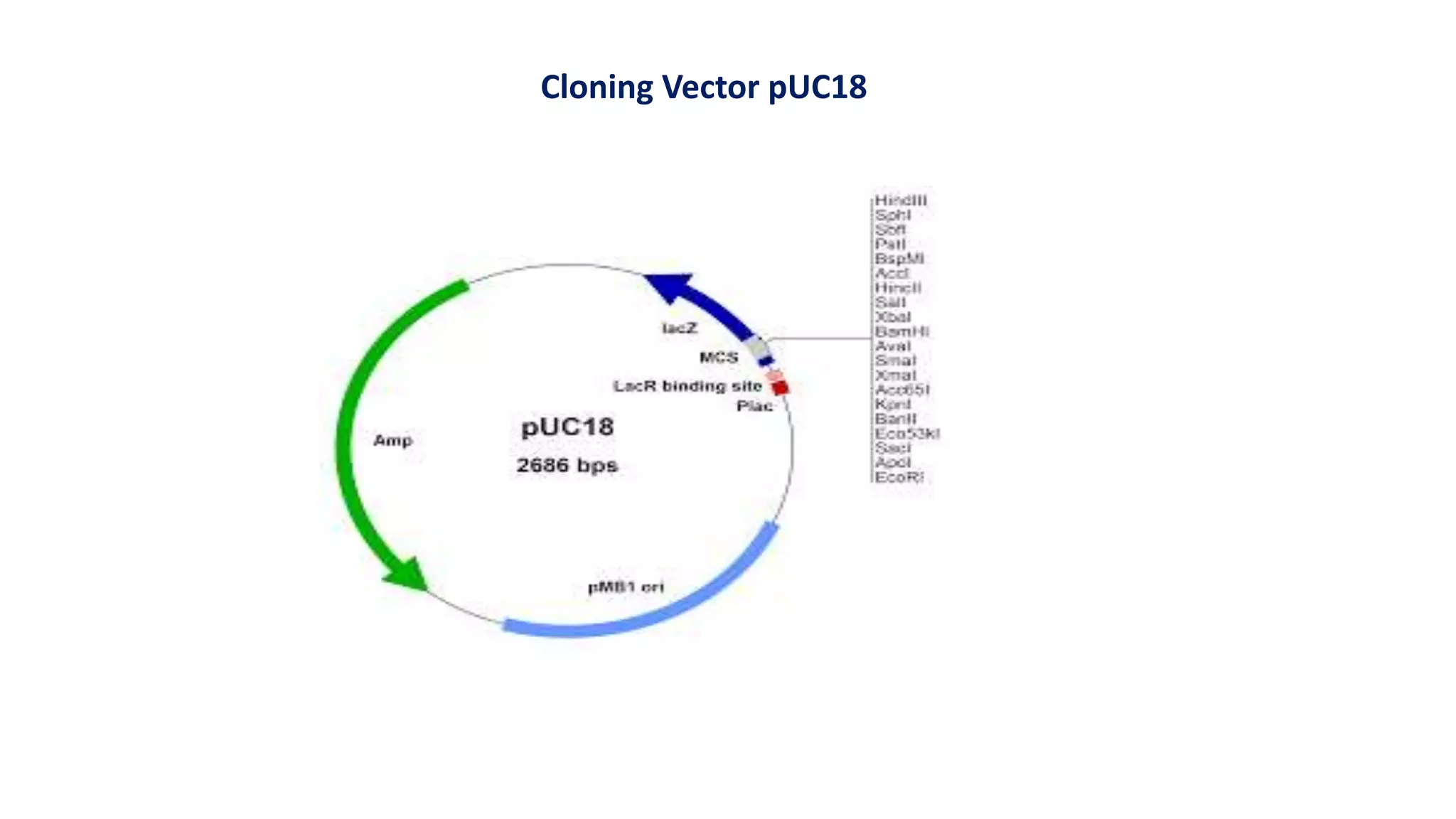 Types of vectors, Prokaryotic and Eukaryotic | PPTX
