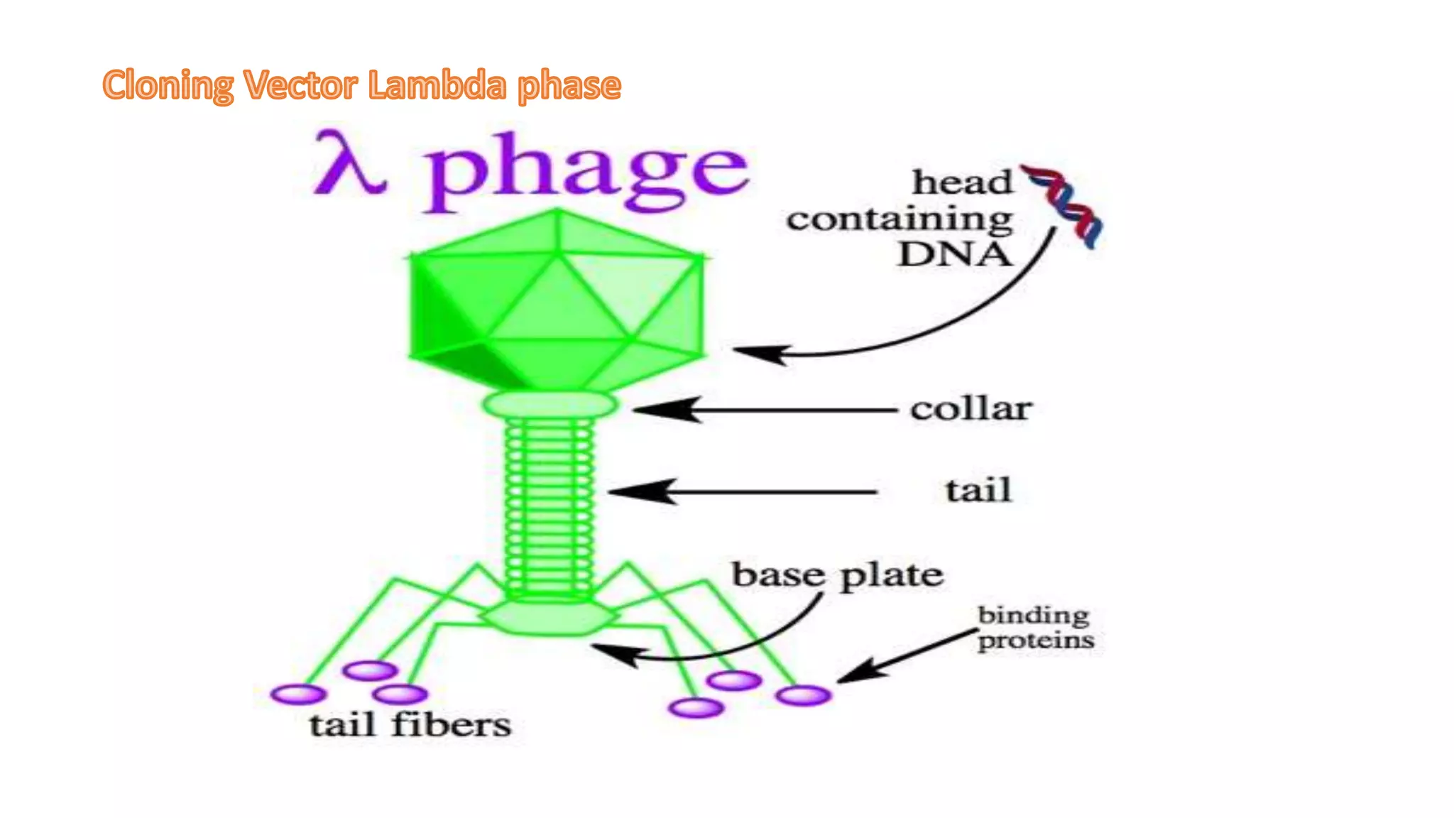 Types of vectors, Prokaryotic and Eukaryotic | PPTX