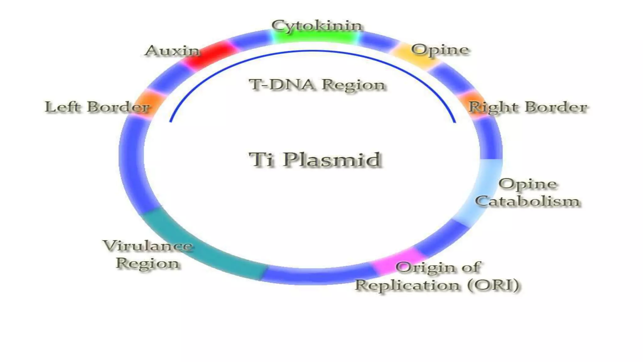 Types of vectors, Prokaryotic and Eukaryotic | PPTX