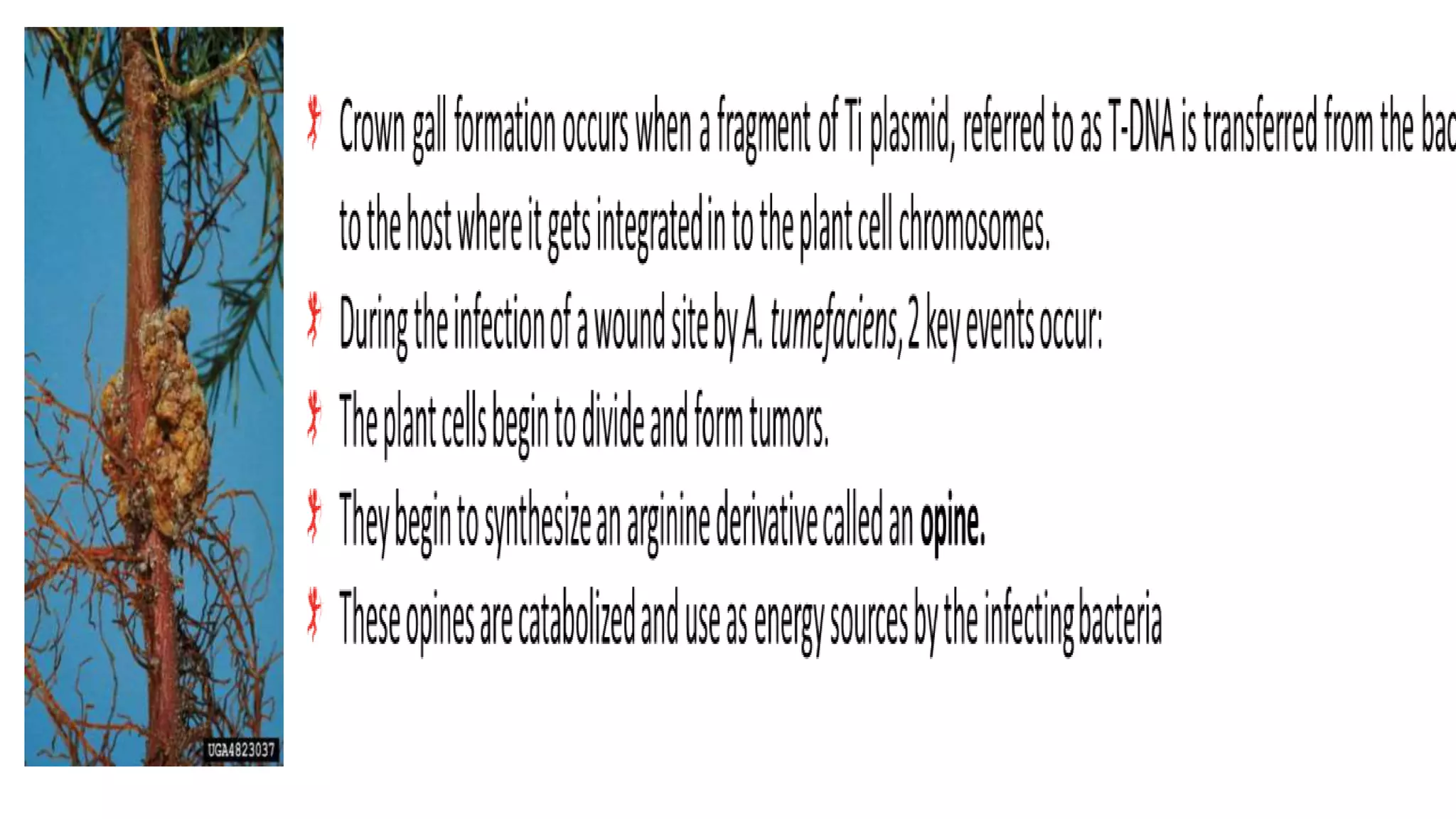 Types of vectors, Prokaryotic and Eukaryotic | PPTX