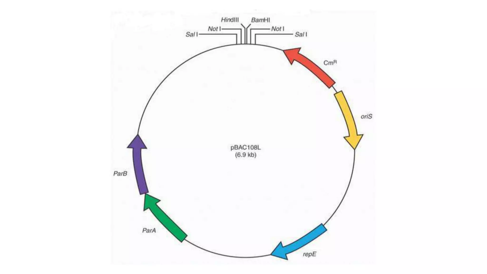 Types of vectors, Prokaryotic and Eukaryotic | PPTX