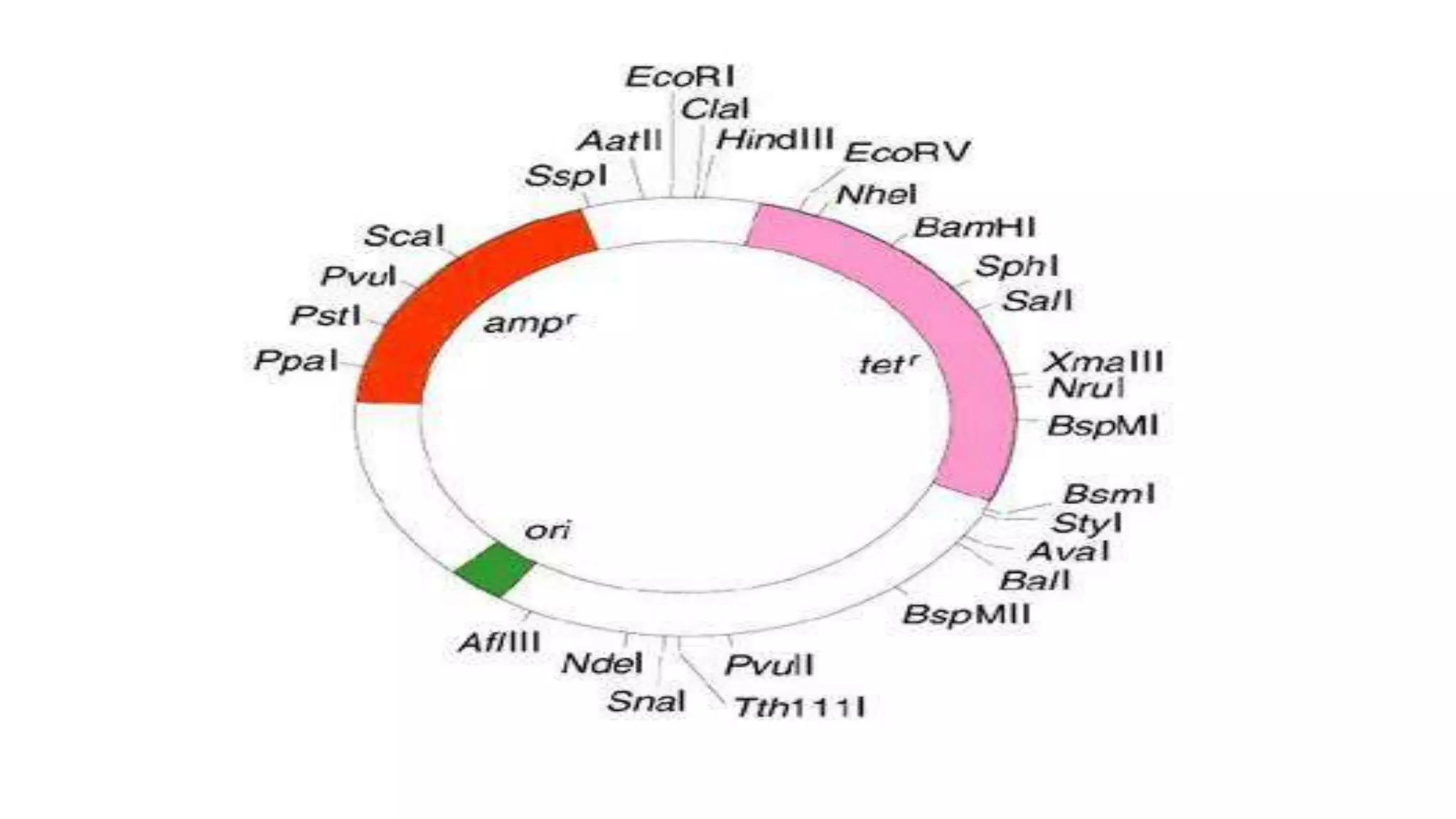 Types of vectors, Prokaryotic and Eukaryotic | PPTX