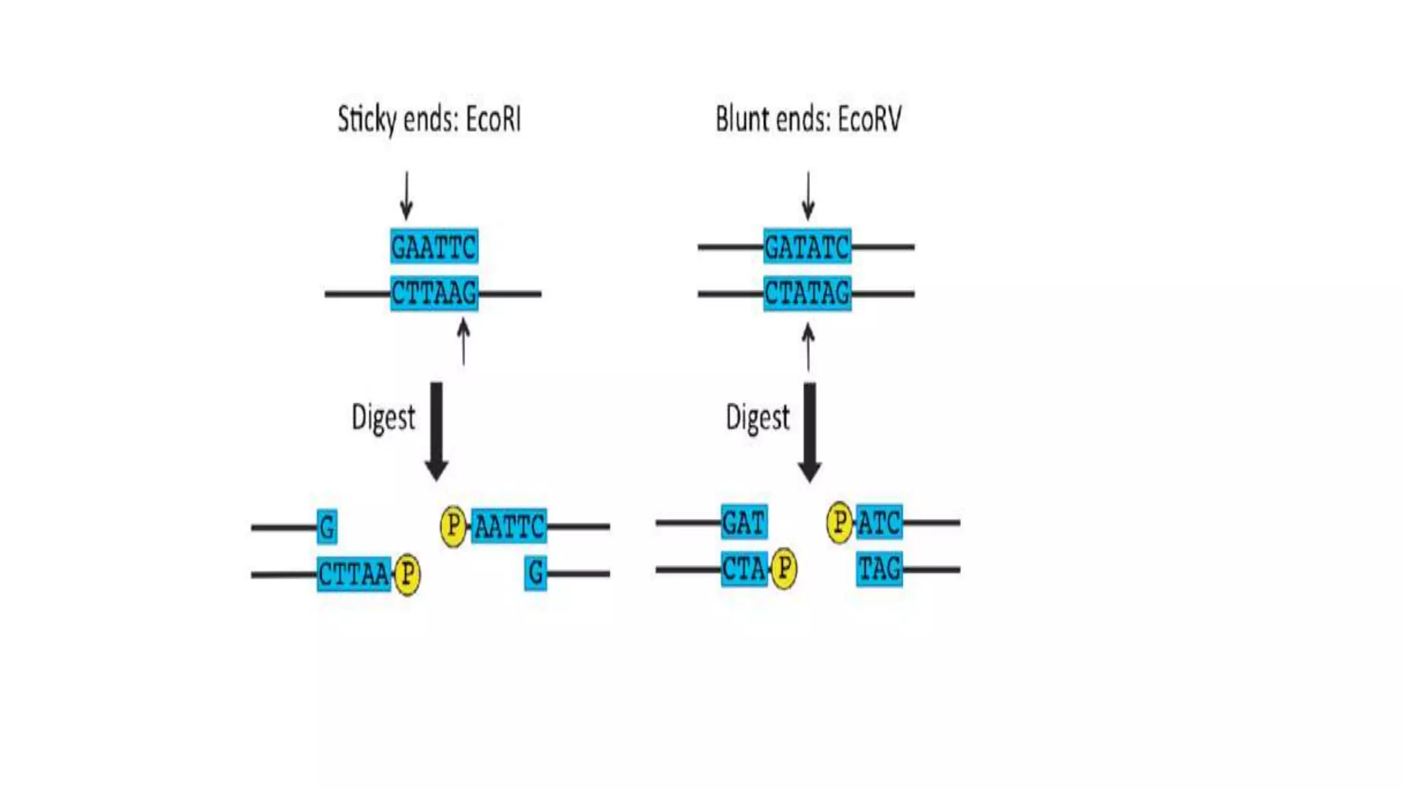 Types of vectors, Prokaryotic and Eukaryotic | PPTX