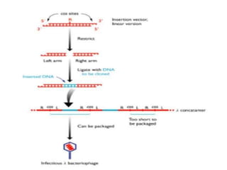 Vectors for gene cloning | PPT