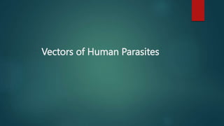 Vectors mosquites of Human Parasite.pptx
