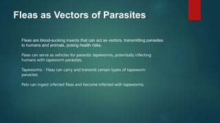 Vectors mosquites of Human Parasite.pptx