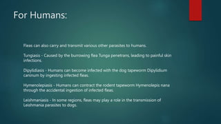 Vectors mosquites of Human Parasite.pptx
