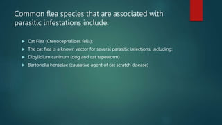 Vectors mosquites of Human Parasite.pptx