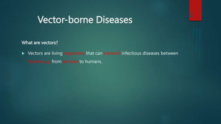 Vectors mosquites of Human Parasite.pptx