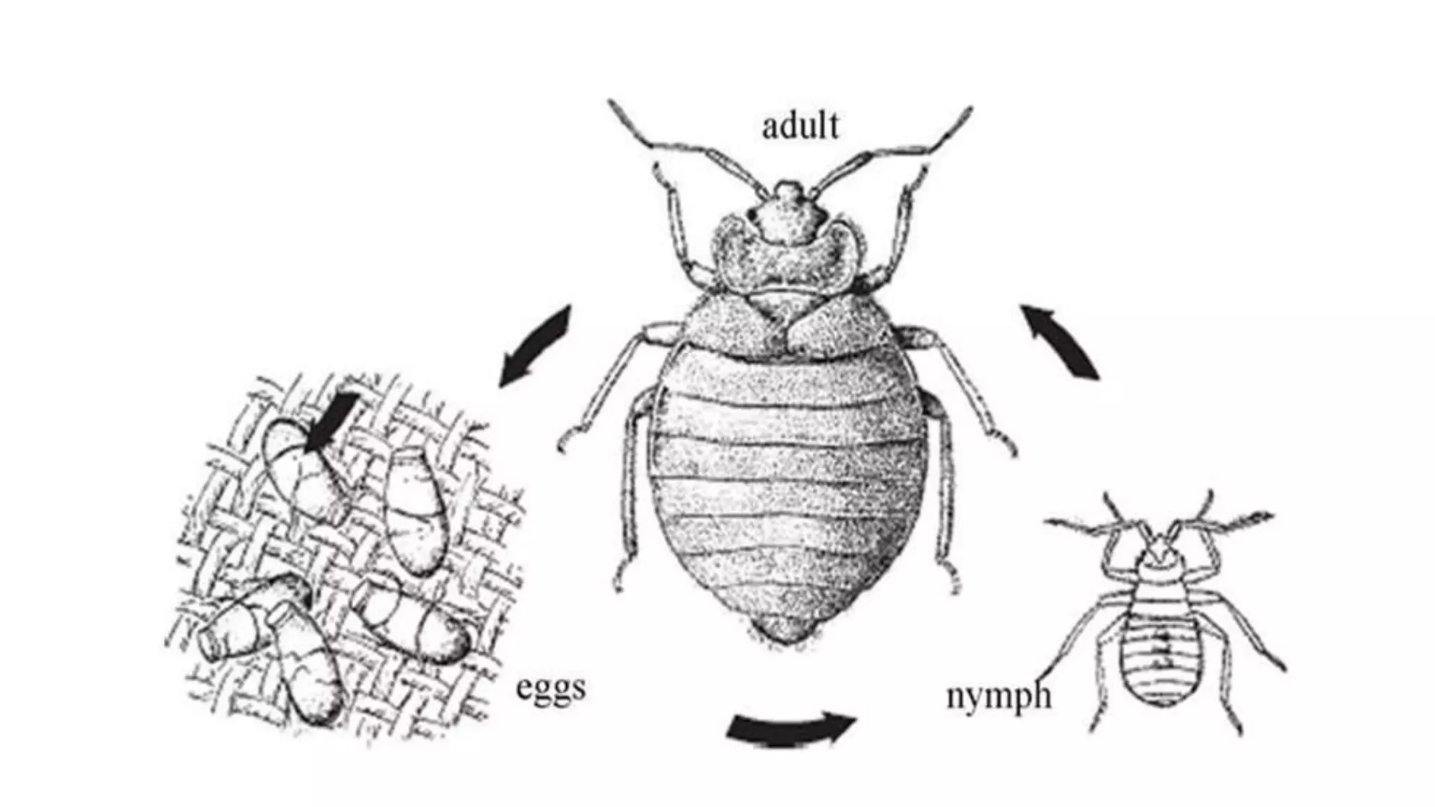 VECTORS OF PUBLIC HEALTH IMPORTANCE.pptx
