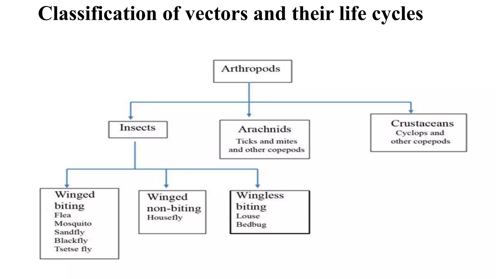 VECTORS OF PUBLIC HEALTH IMPORTANCE.pptx