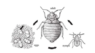 VECTORS OF PUBLIC HEALTH IMPORTANCE.pptx