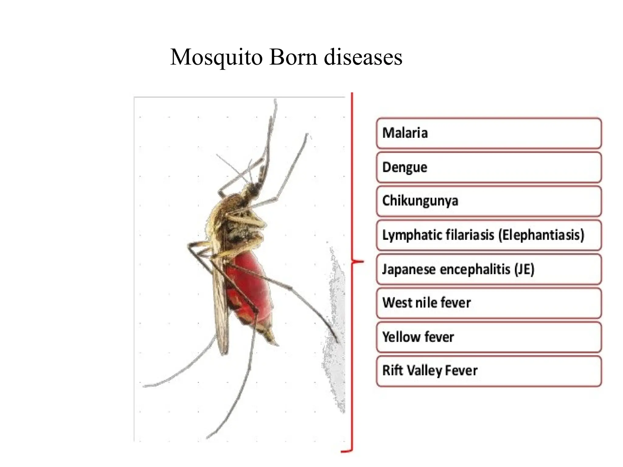 Mosquitoes are responsible for mosquito borne disease | PPTX