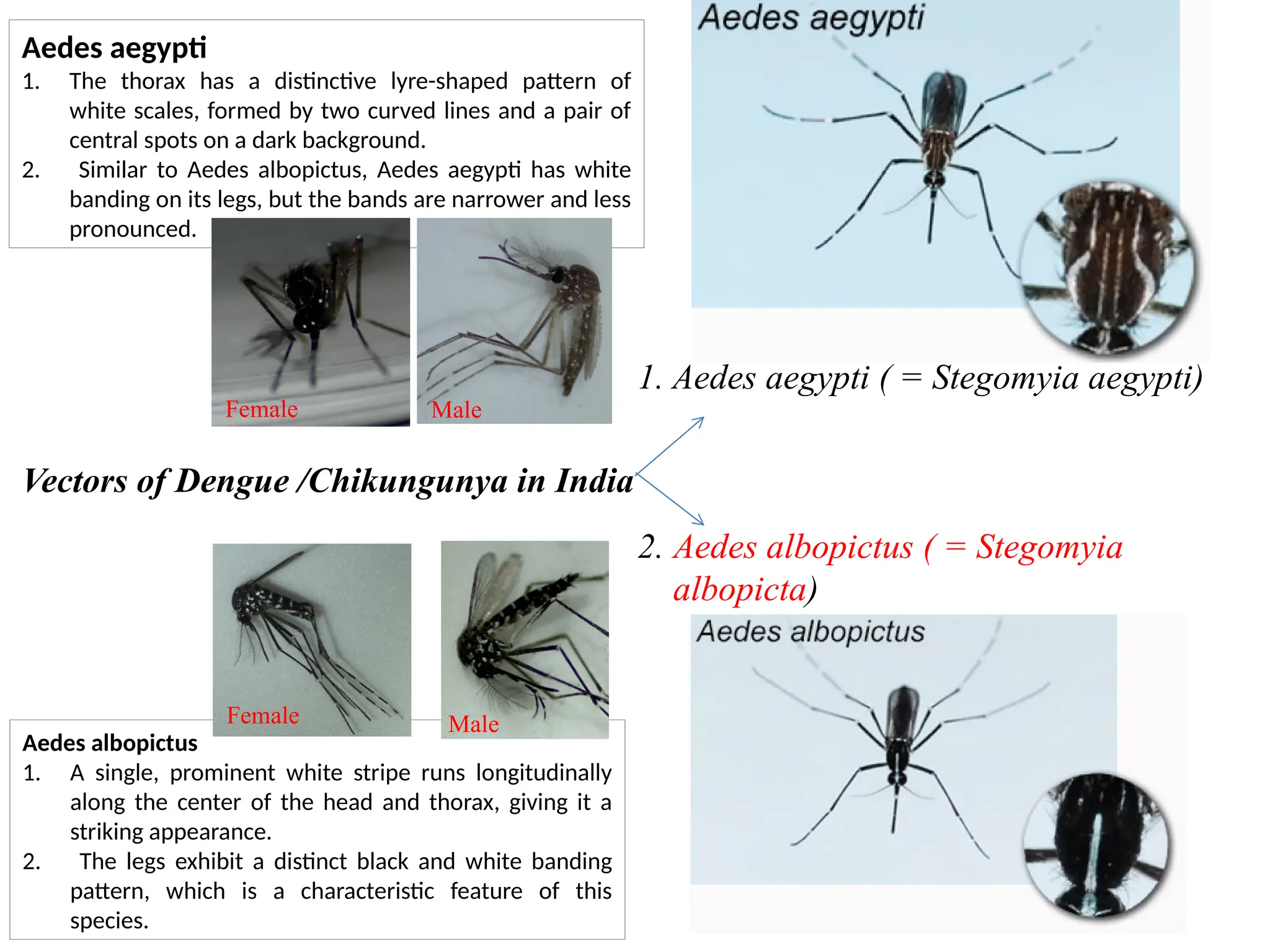 Mosquitoes are responsible for mosquito borne disease | PPT