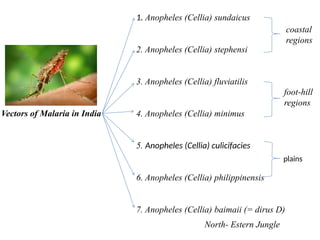 Mosquitoes are responsible for mosquito borne disease | PPT