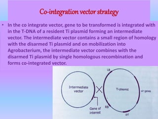 VECTORS INTRODUCTION | PPTX