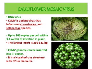 VECTORS INTRODUCTION | PPTX