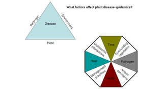 Vector transmission of plant diseases.pptx