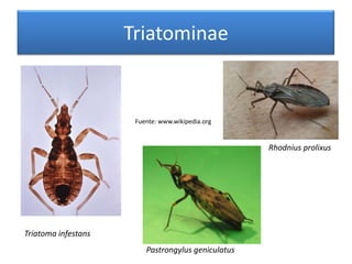 Chagas: fisiopatología, vector y ciclo de transmisión. | PPTX