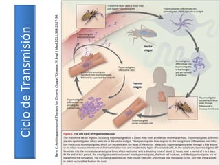 Chagas: fisiopatología, vector y ciclo de transmisión. | PPTX | Infectious Diseases | Diseases ...