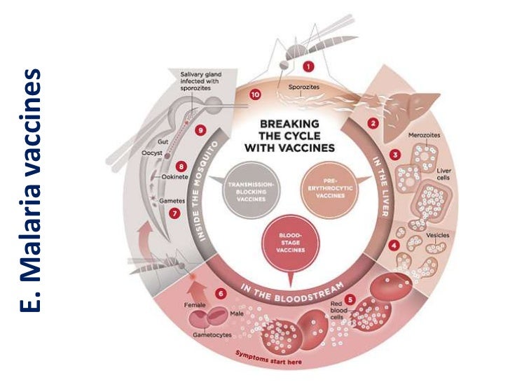 Vector borne diseases