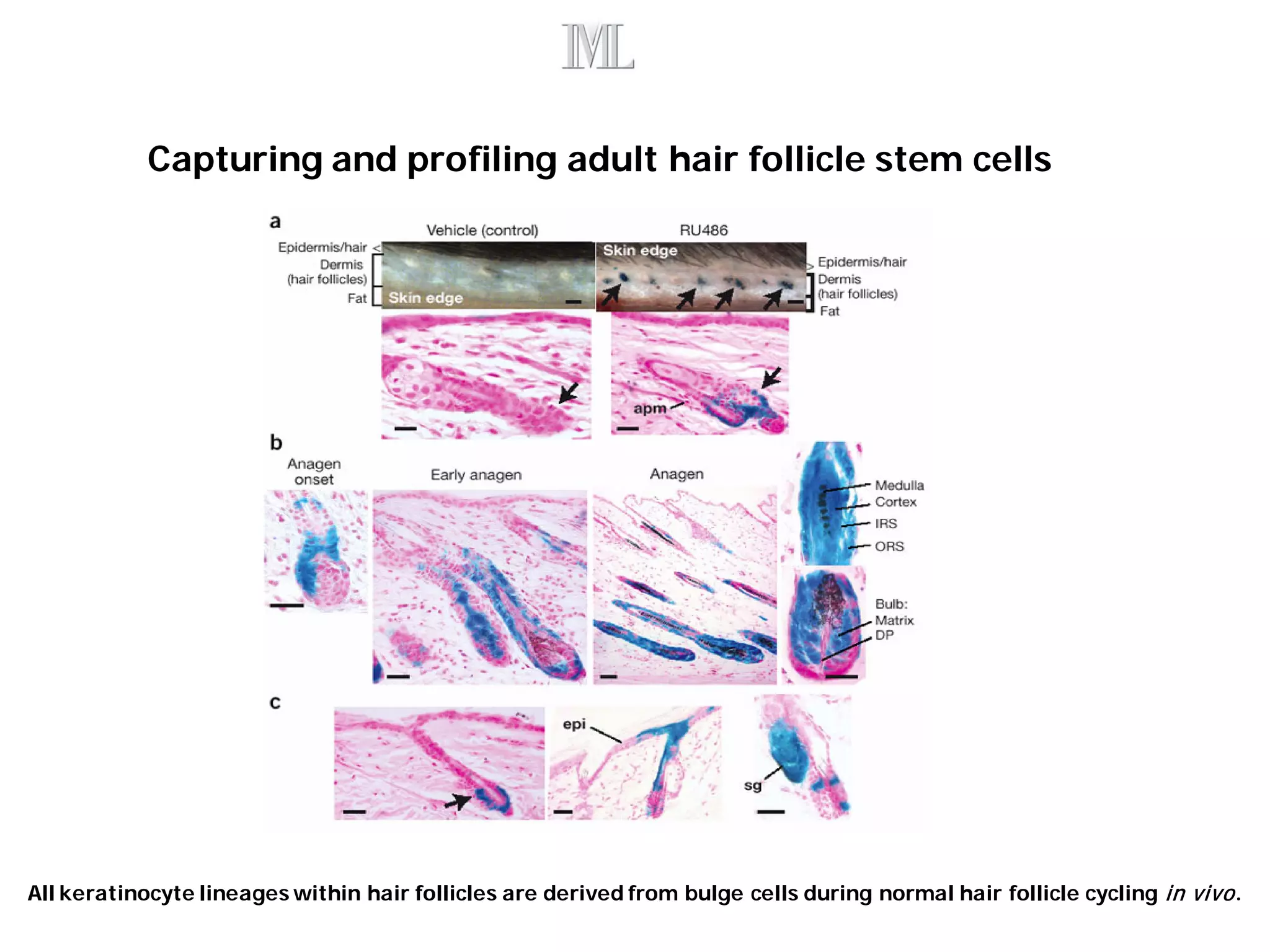 Vectus diode laser iml | PDF
