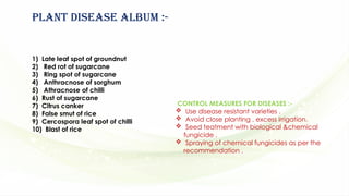 vedika_alavekar_._village_attachmement_file[1].pptx