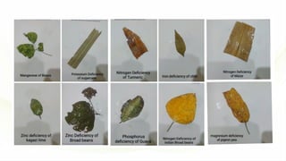 vedika_alavekar_._village_attachmement_file[1].pptx