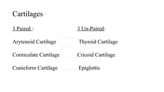 Anatomy of larynx power point presentations | PPTX