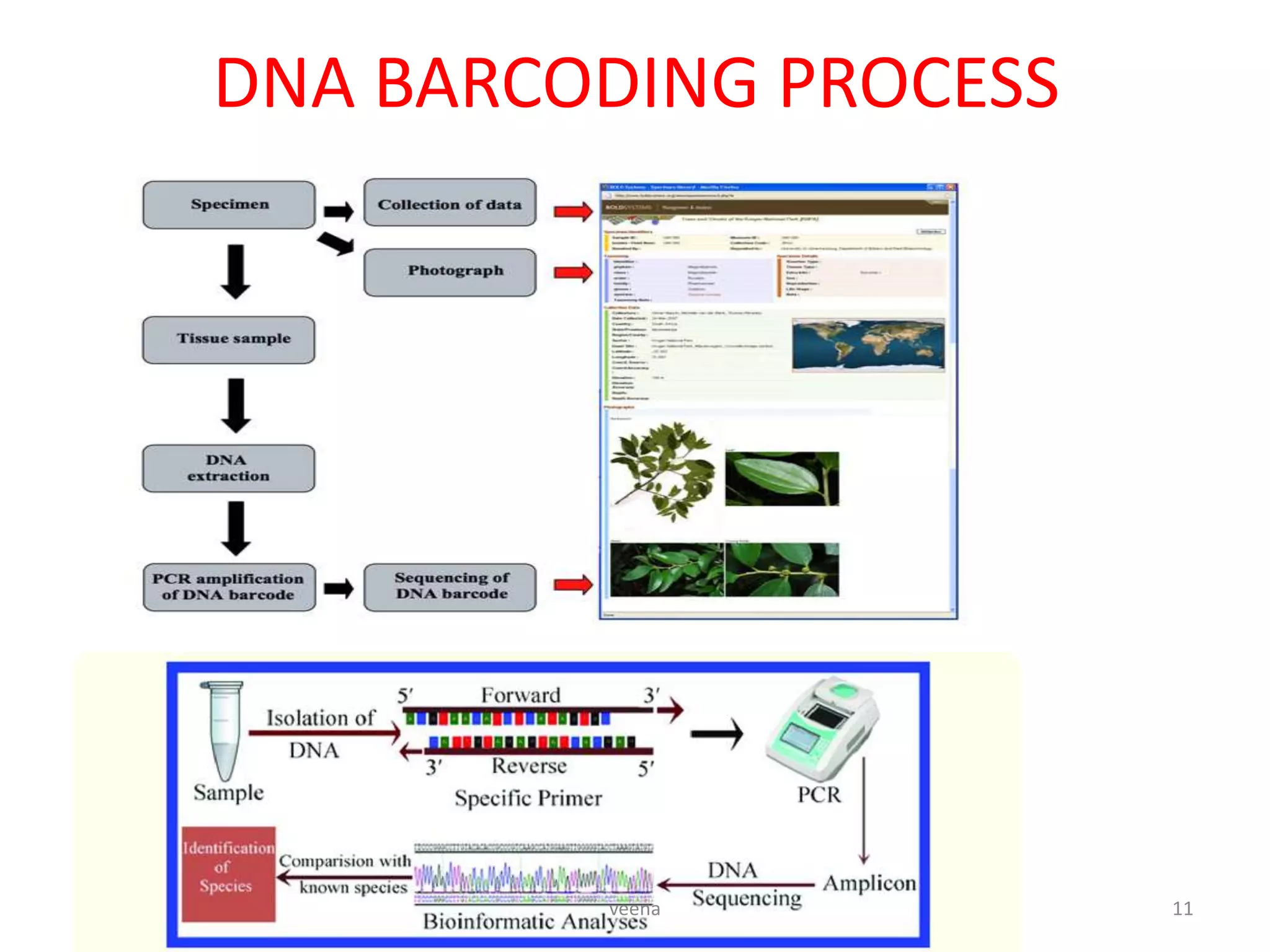 dna barcoding | PPTX