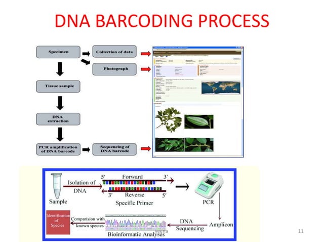 dna barcoding | PPTX | Genetics | Science