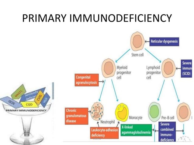 IMMUNODEFICIENCY DISEASES | PPTX | Thyroid Disorders | Endocrine and ...