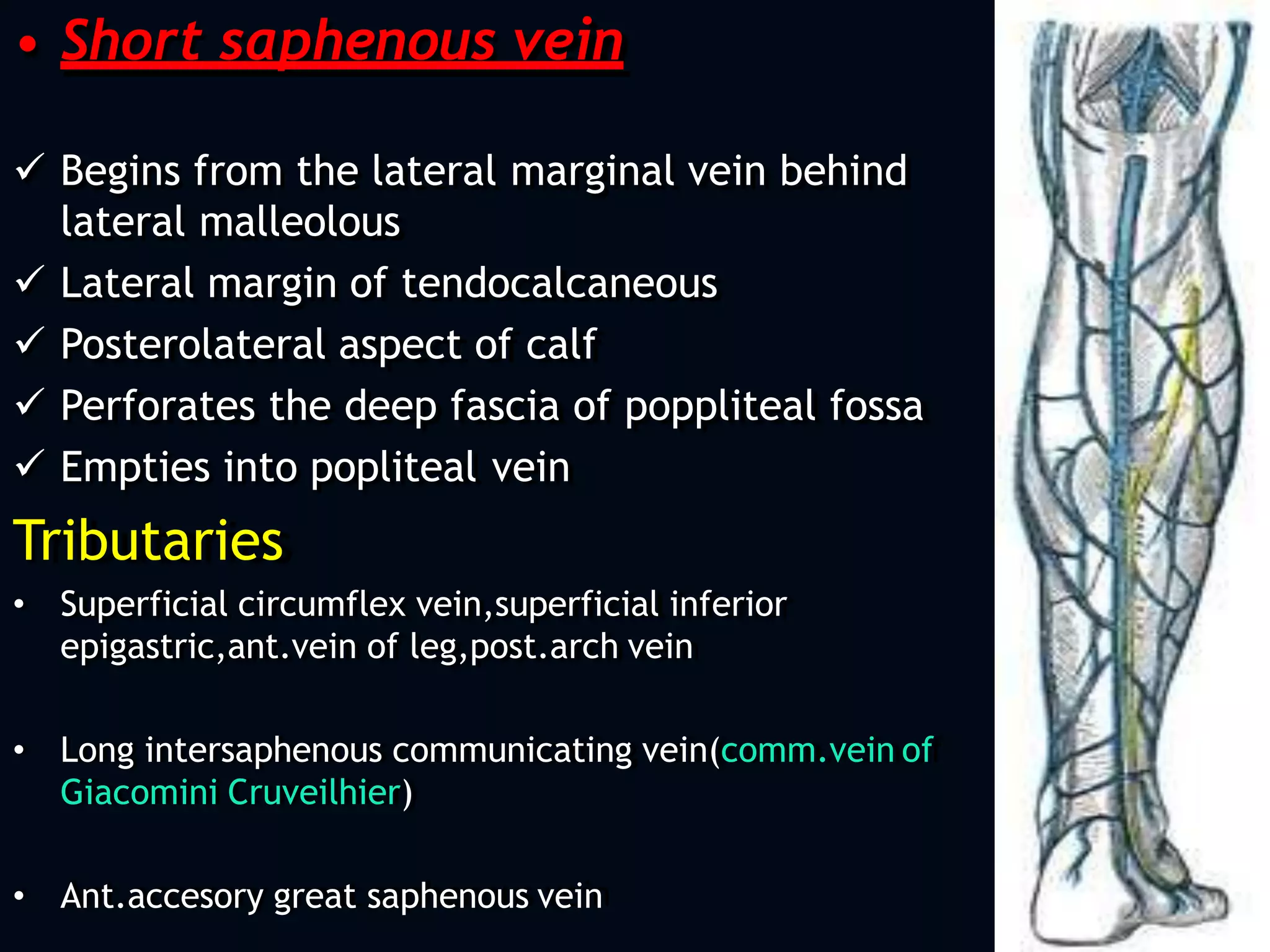 Varicose veins ppt | PPTX
